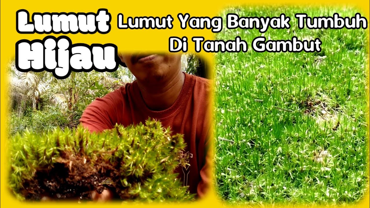 Lumut Hijau, Lumut Yang Banyak Tumbuh Di Tanah Gambut - YouTube