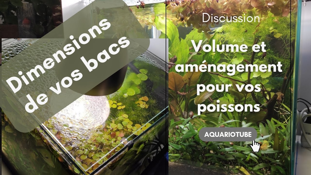 La taille / le volume mini de votre aquarium selon vos poissons? - YouTube