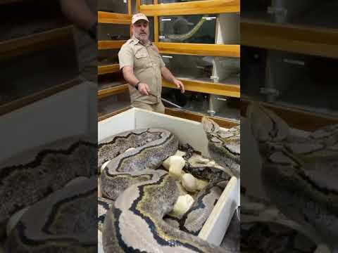 @#733😈🐍THE BIG PYTHON (ANACONDA).......