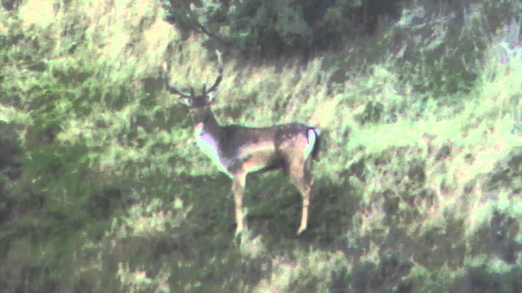 Nice looking Fallow buck - YouTube