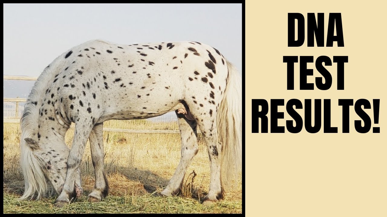 RESCUE Stallion is WHAT Breed! DNA test revealed! - YouTube