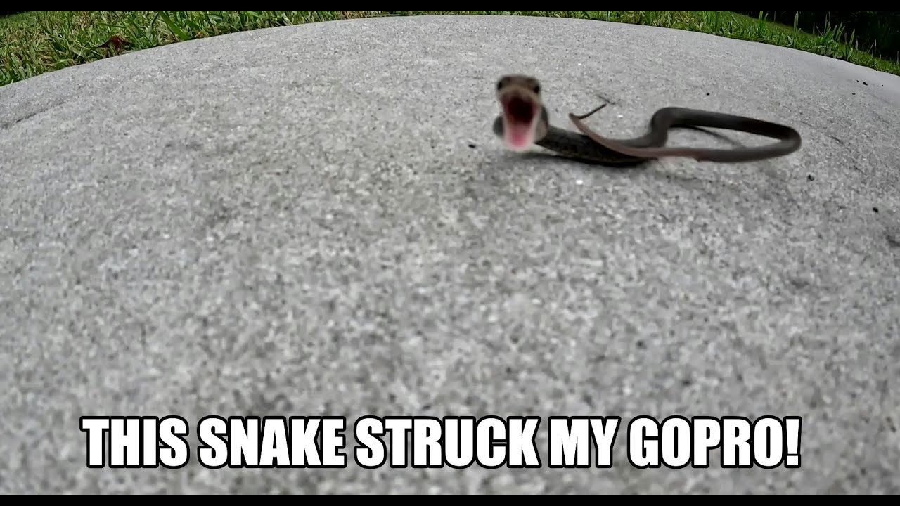 Aggressive Snake Struck My GoPro! - YouTube