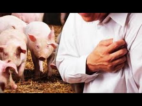 Pig Hearts to save Humans in Future | Research - YouTube