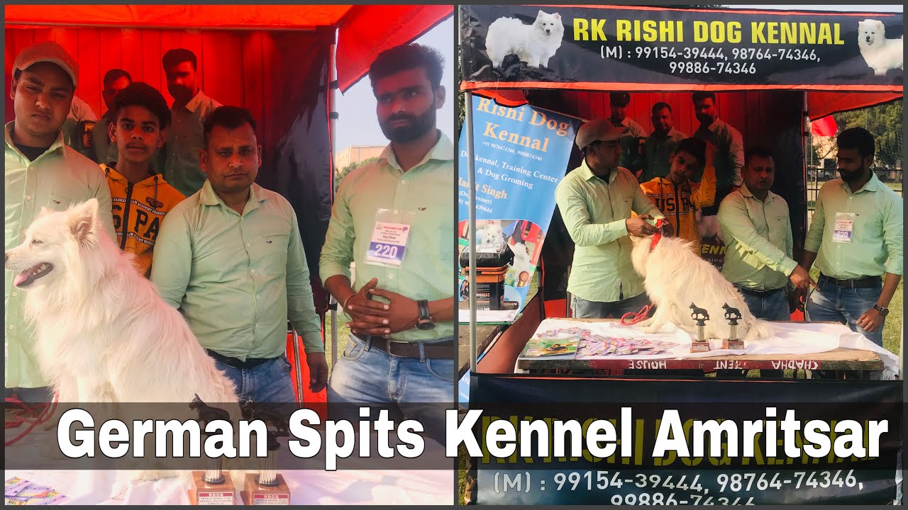 RK Rishi Dog Kennel |German Spitz| Top Class Breeding | Amritsar ...