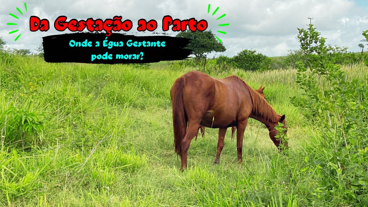 Da Gestação ao Parto: Onde a égua gestante pode morar - YouTube