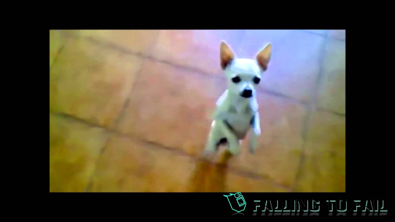 Epic Dance - Chihuahua Dancing Flamenco || F2F - YouTube