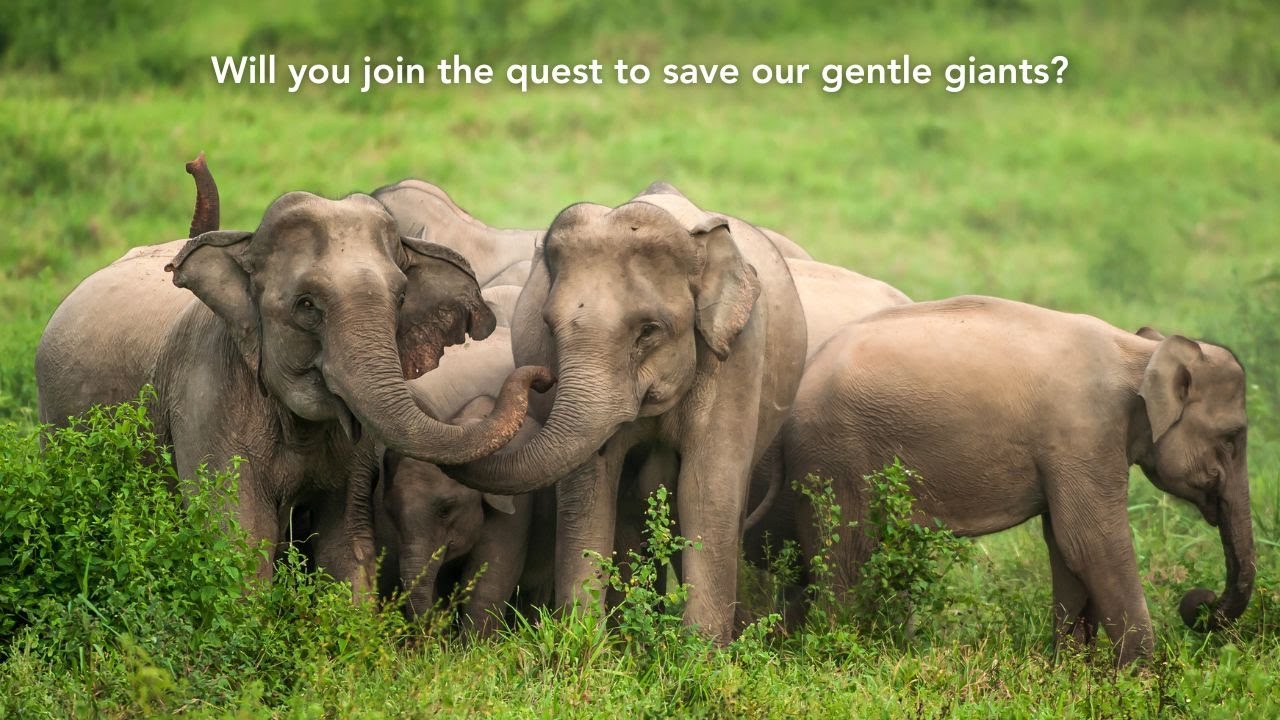 Will you join the quest to save our gentle giants? - YouTube
