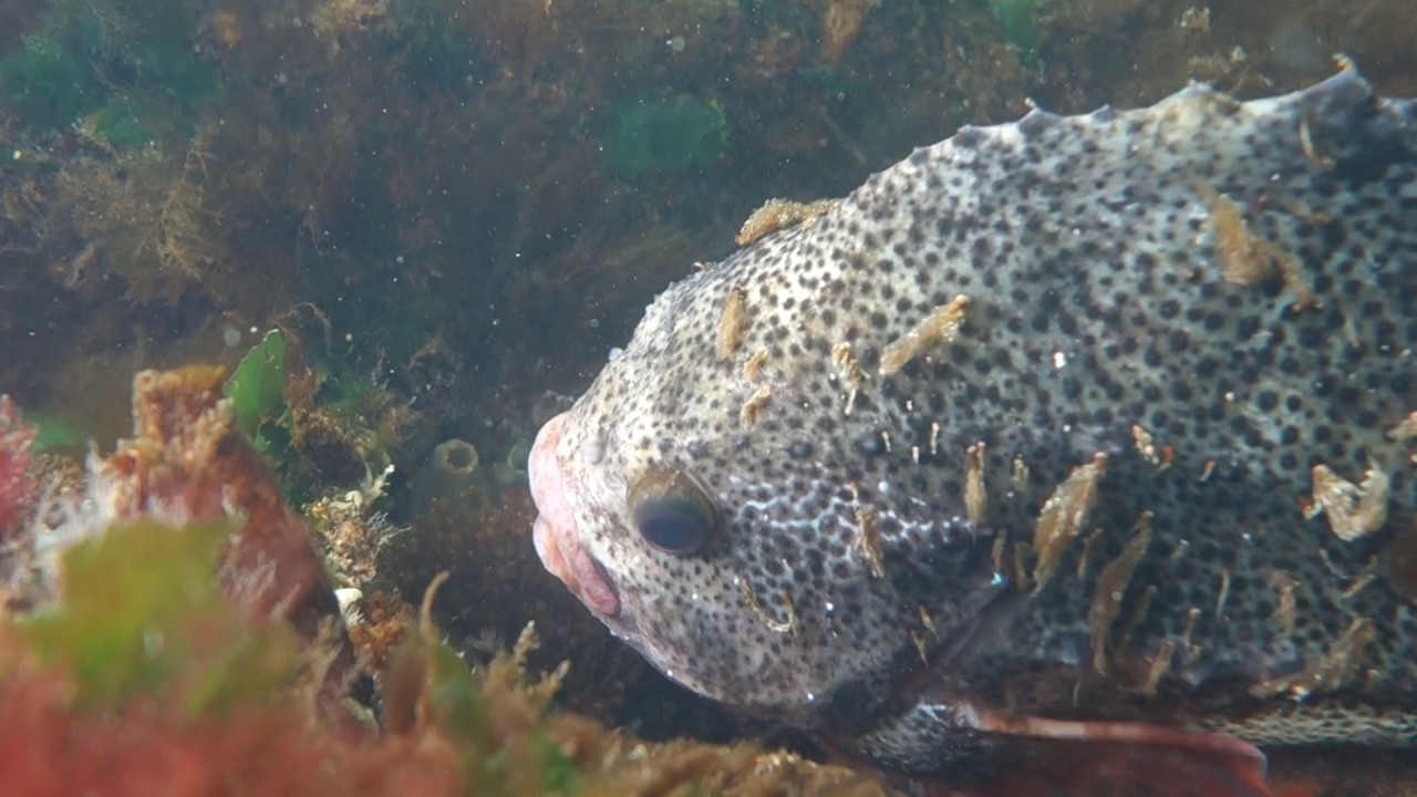 Snotolf at Anna Jacobapolder - YouTube