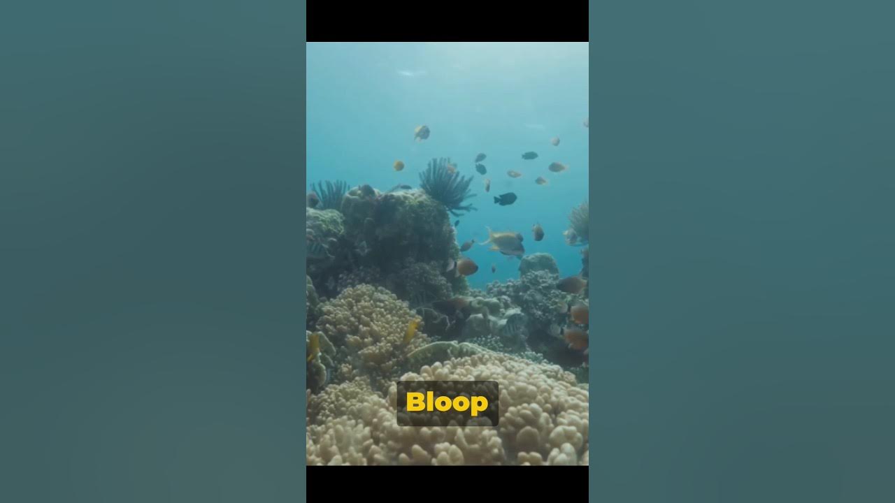 The mystery of the deep sea's "Bloop" sound from 1997! 🌊 |#shorts - YouTube