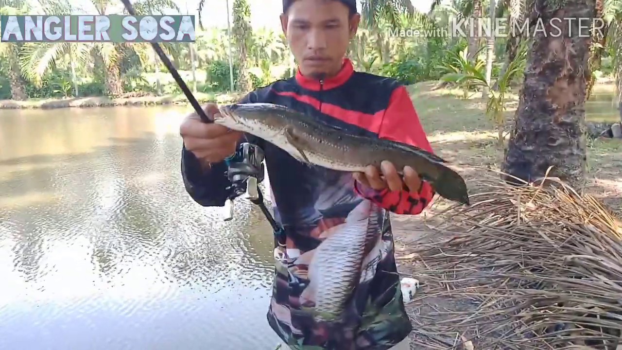Cesting gabus// ternyata seru mancing gabus di kolam//part02 - YouTube