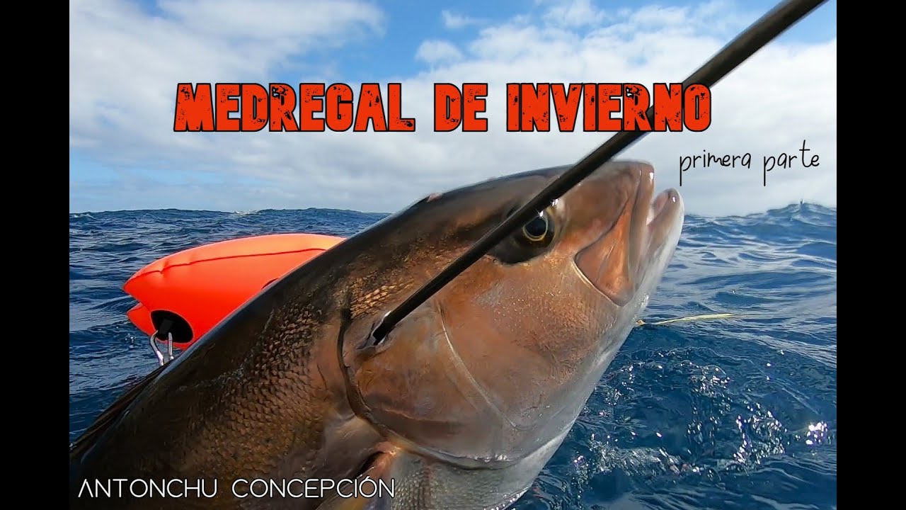 MEDREGAL INVERNAL con DISPARO OFF. PESCA SUBMARINA a la espera CANARIAS ...