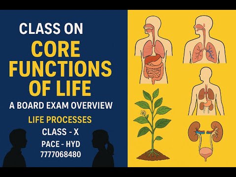 CORE FUNCTIONS OF LIFE : A BOARD EXAM OVERVIEW ( LIFE PROCESSES ) CLASS ...
