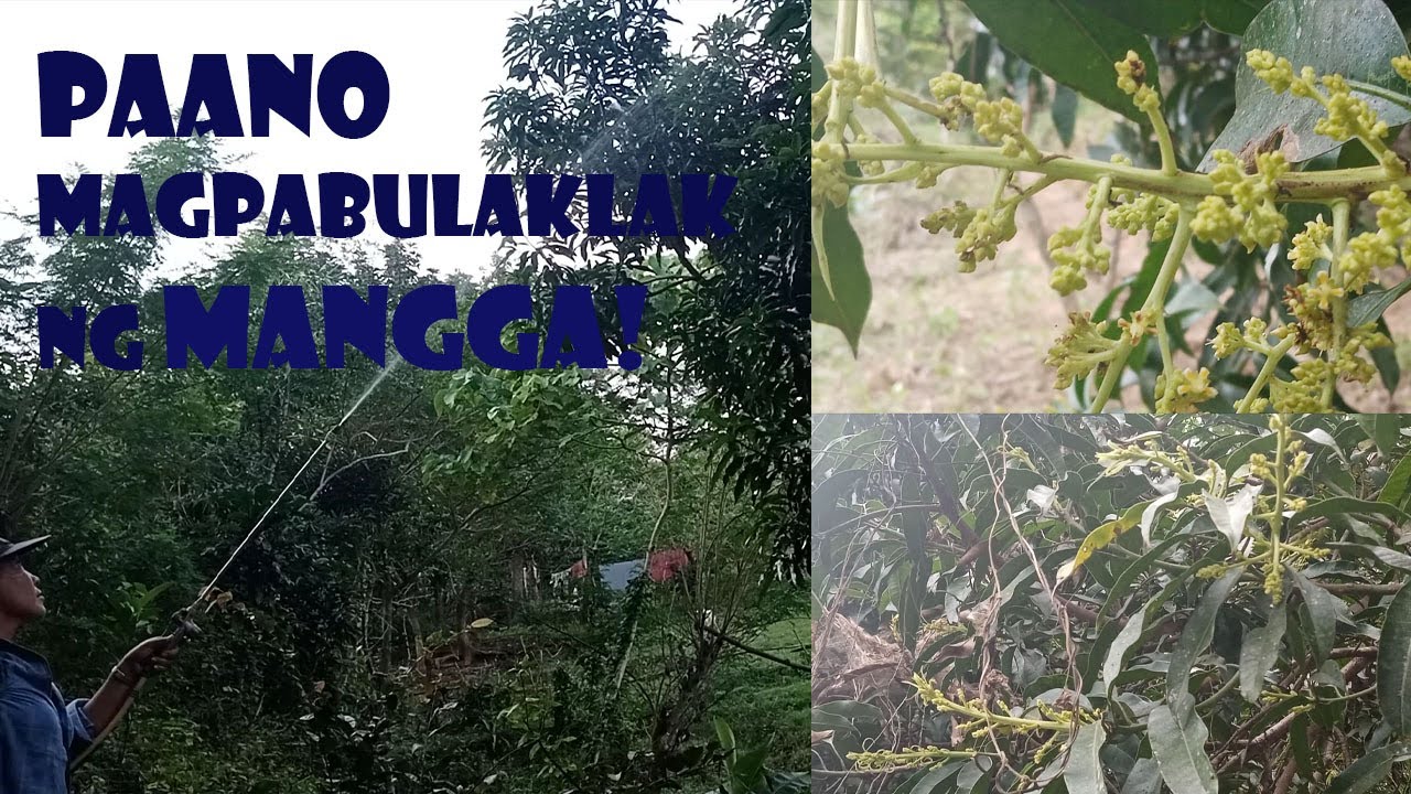 HOW TO INDUCE FLOWER IN MANGO TREES USING MANUAL KNAPSACK SPRAYER AND ...