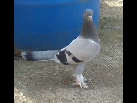 YAYLAR SOYUNDAN YAVRUMUZ / KARKAYA YAVRUSU ŞAHAN GELİRMİŞ