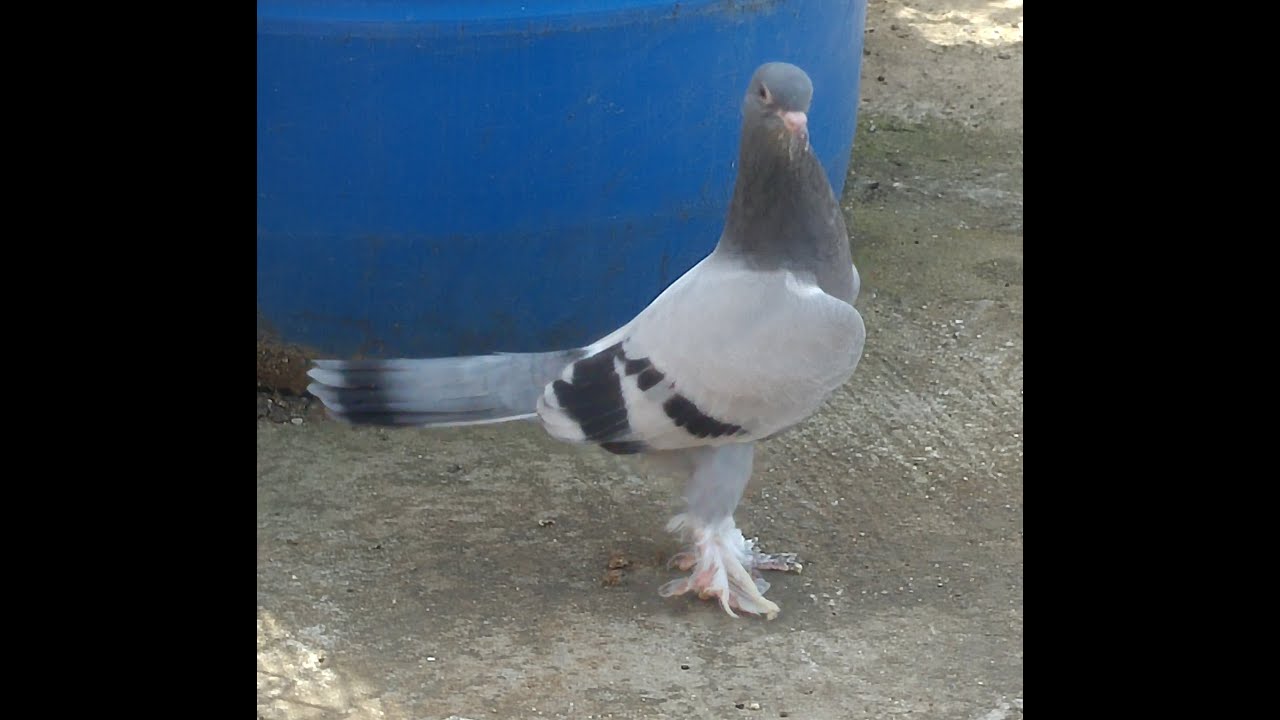 YAYLAR SOYUNDAN YAVRUMUZ / KARKAYA YAVRUSU ŞAHAN GELİRMİŞ - YouTube