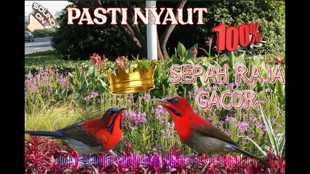 Masteran Burung Sepah Raja | Crimson Sunbird - YouTube