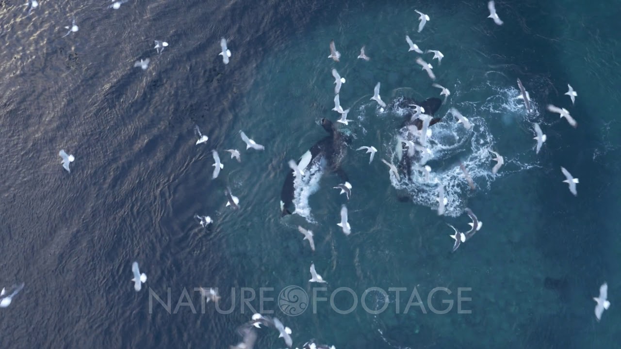 Orcas feeding behavior in Norway, killer loop, carousel feeding - YouTube