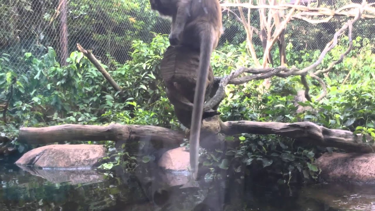 Monkey touches his own poop - YouTube