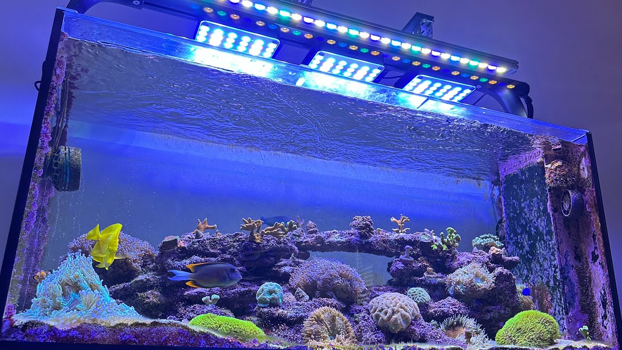 Explained: Dana Riddle’s Presentation on PAR at ReefStock - YouTube