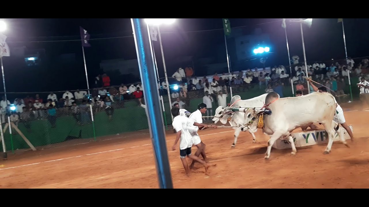 Amazing Ongole Bull Race in Patamata Vijayawada,Ongole Bulls Race ...