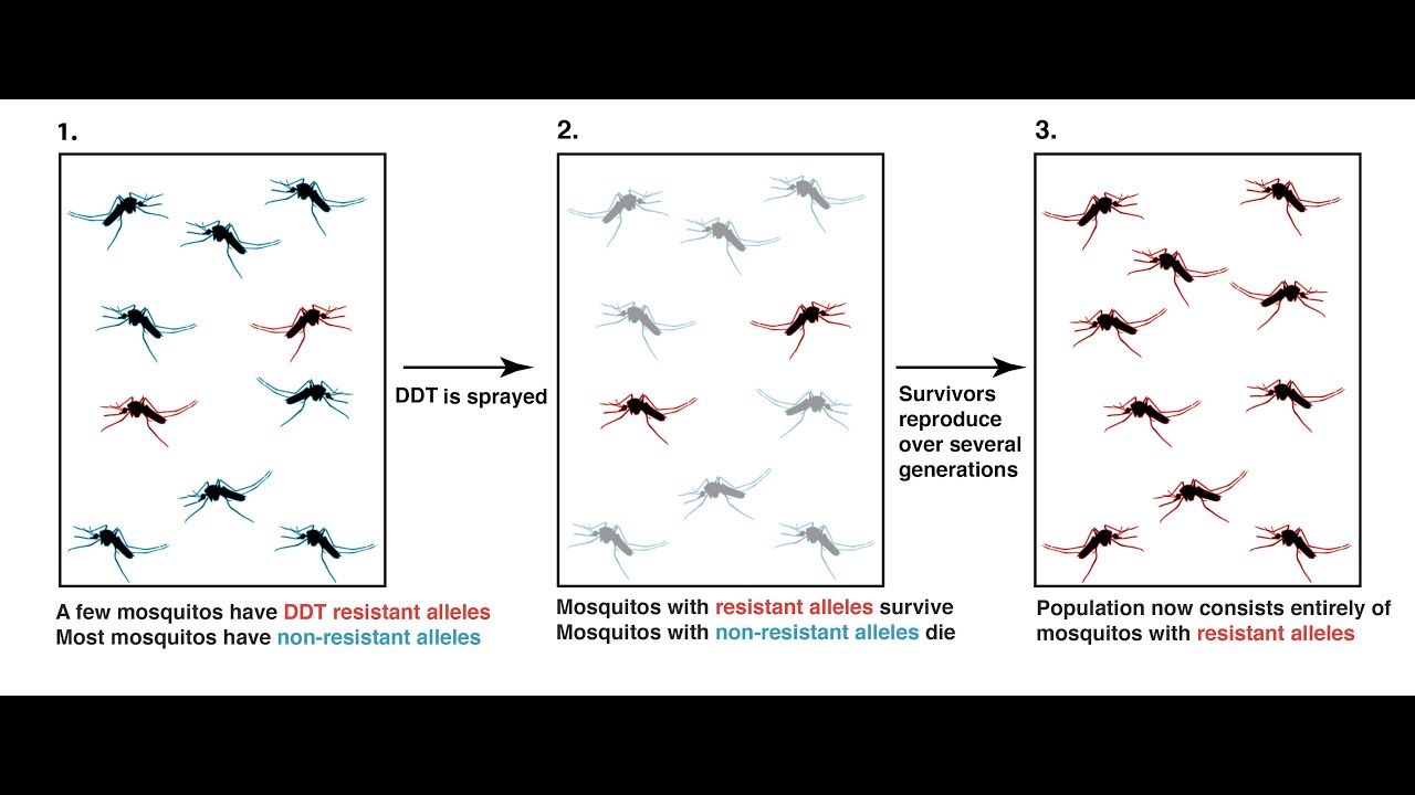 evolution in present time | DDT on mosquitoes , HIV, bacteria | grade ...