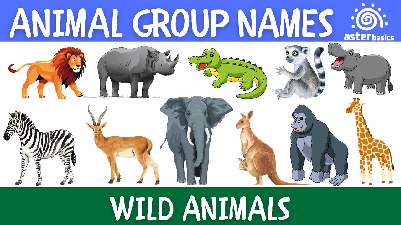 Animal Group Names | Wild Animals Lion, Tiger, Giraffe, Zebra | Aster ...