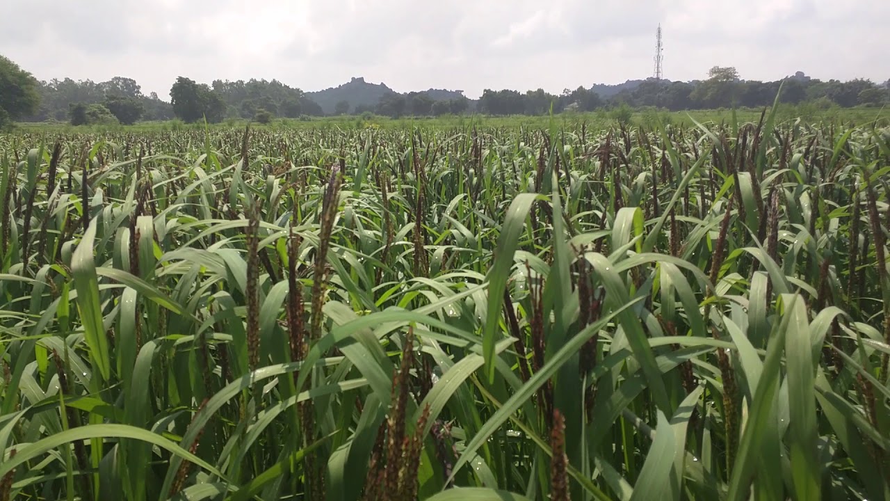 Black rice cultivation in India - ph no:9573096817 - YouTube
