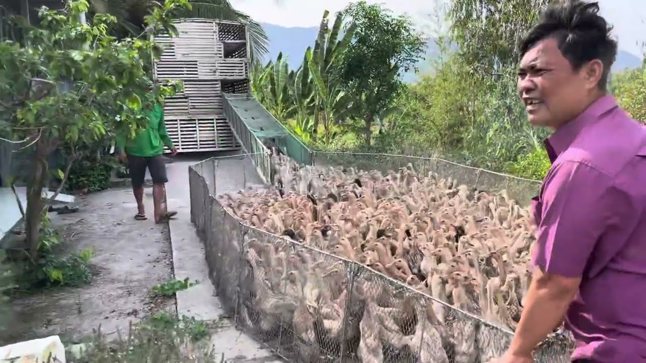 Full video of 3 days of transporting ducks by truck, the most unique ...