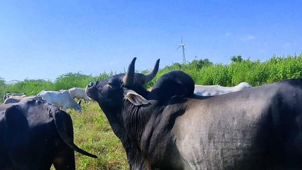 kankrej cow bull | kankrej cow bull meeting - YouTube