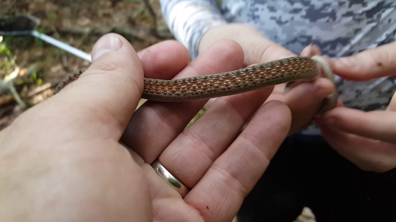 Ground rattler??? NO harmless dekays brown snake - YouTube