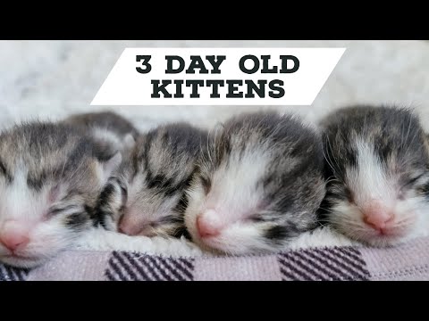 Tiny Paws and Endless Cuteness: Adorable 3 Day Old Kittens - YouTube