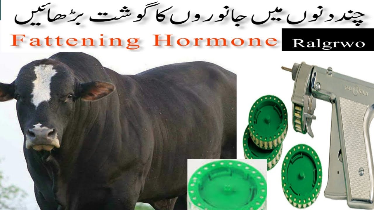 How to use Ralgro hormone for fattening of calf||Calf fattening hormone ...