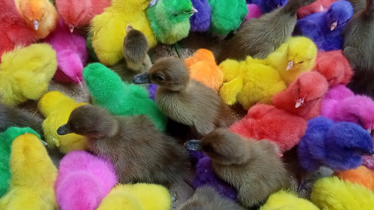 Very cute.... little ducks playing colorful balls in the morning ( Part ...