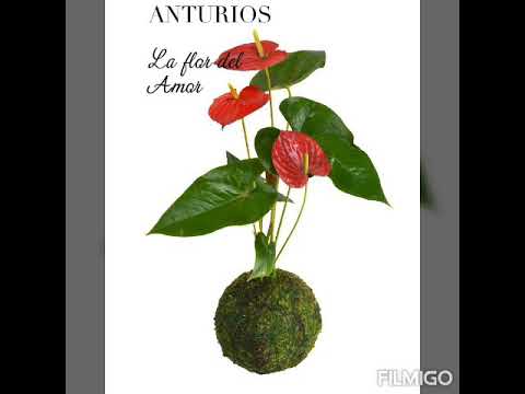 ANTURIOS 🥰 - YouTube