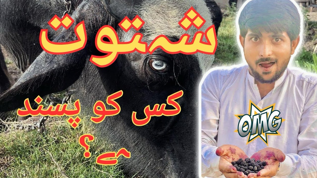Morus alba | Aaj shahtoot khaye in village | village life | village ...