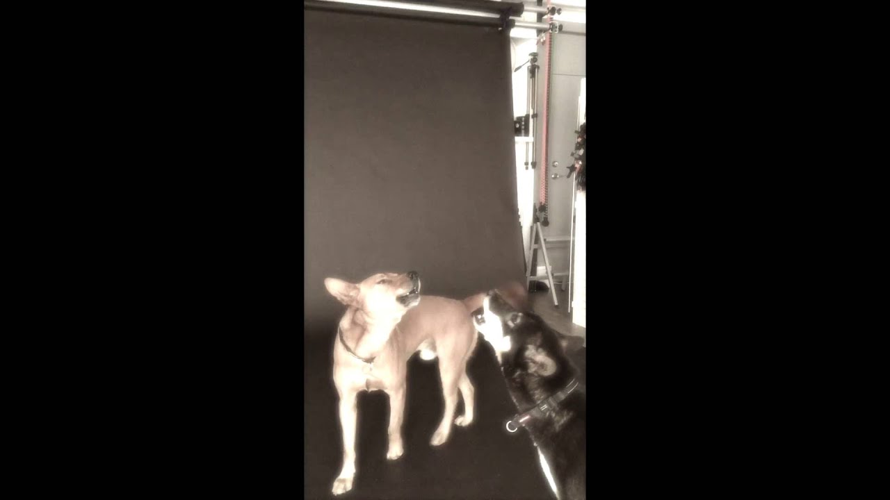 A Dingo song - YouTube