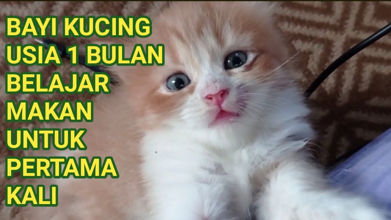 ANAK KUCING USIA 1 BULAN BELAJAR MAKAN UNTUK PERTAMA KALI LUCU BIKIN ...