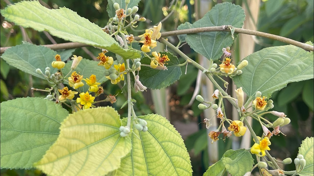 Falsa Berry Blossoms at Abah Garden in Las Vegas - YouTube