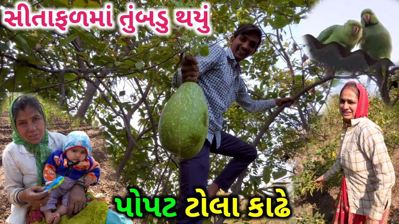 સીતાફળી માં તુંબડુ 😱 || પોપટ ટોલા કાઢે 🤣 || Life at Botad Village Vlogs - YouTube