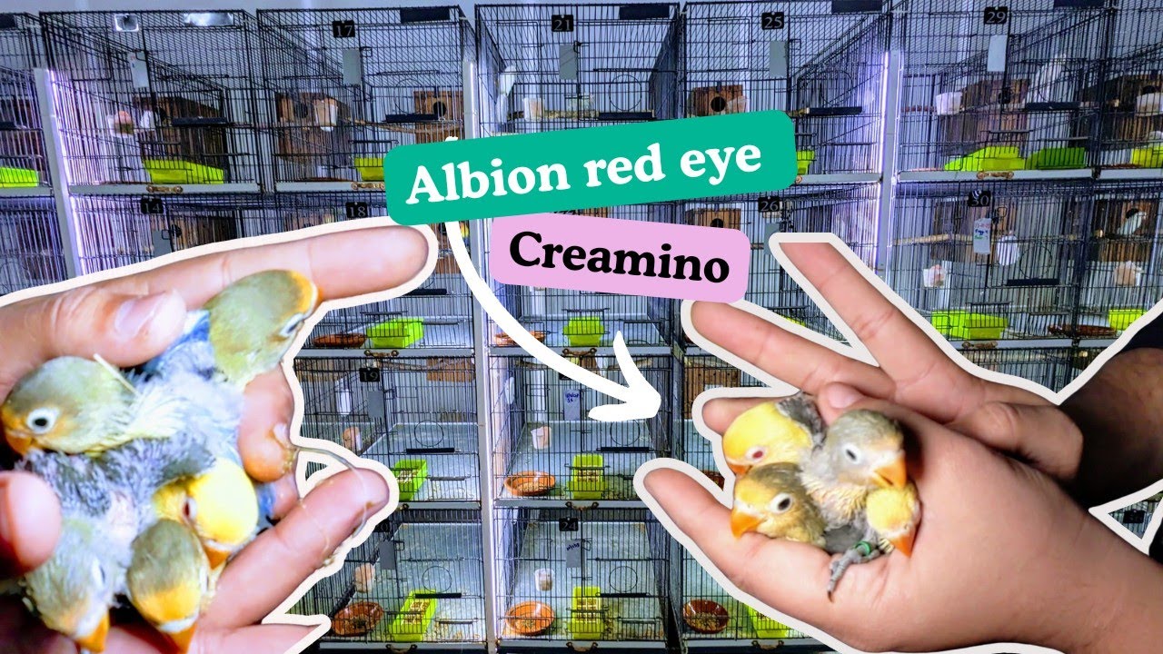 Albino red eyes Breeding setup || Albino red eyes ke bachy MashAllah ...