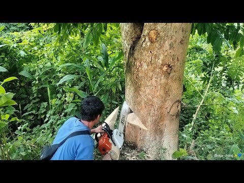 STIHL MS 382 Chainsaw | Cutting Down a Big Tree | Powerful Tree Felling & Wood Cutting