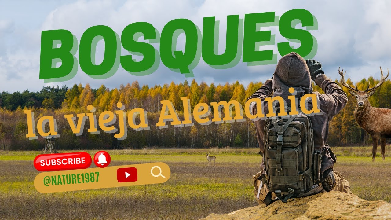 🌳🦌LOS secretos de BOSQUES alemanes en plena NATURALEZA. THE GERMAN ...