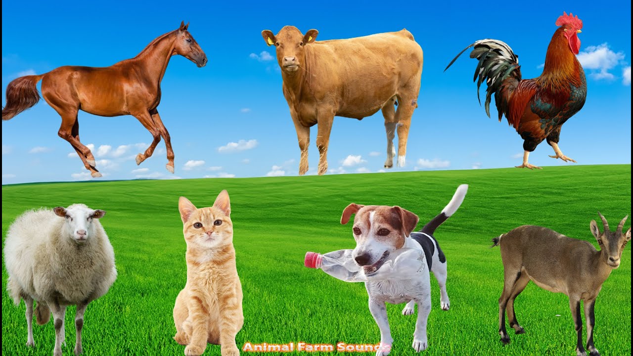 Cute Pets: Chicken, Sheep, Cow, Goat, Dog, Cat - Animal Videos - YouTube