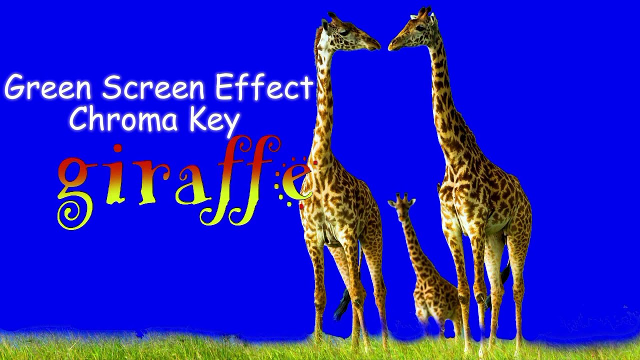 Green Screen Effect Chroma Key -giraffe - YouTube