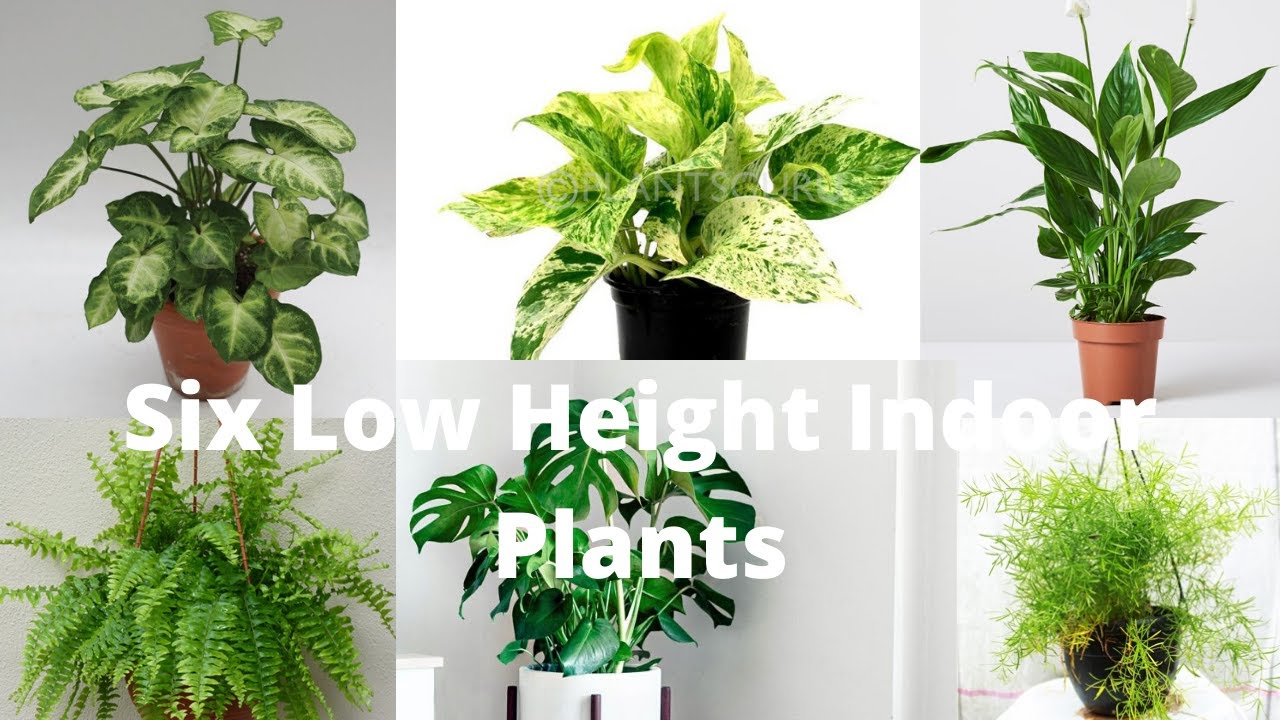 Introduction of Six Low Height Indoor Plants - YouTube