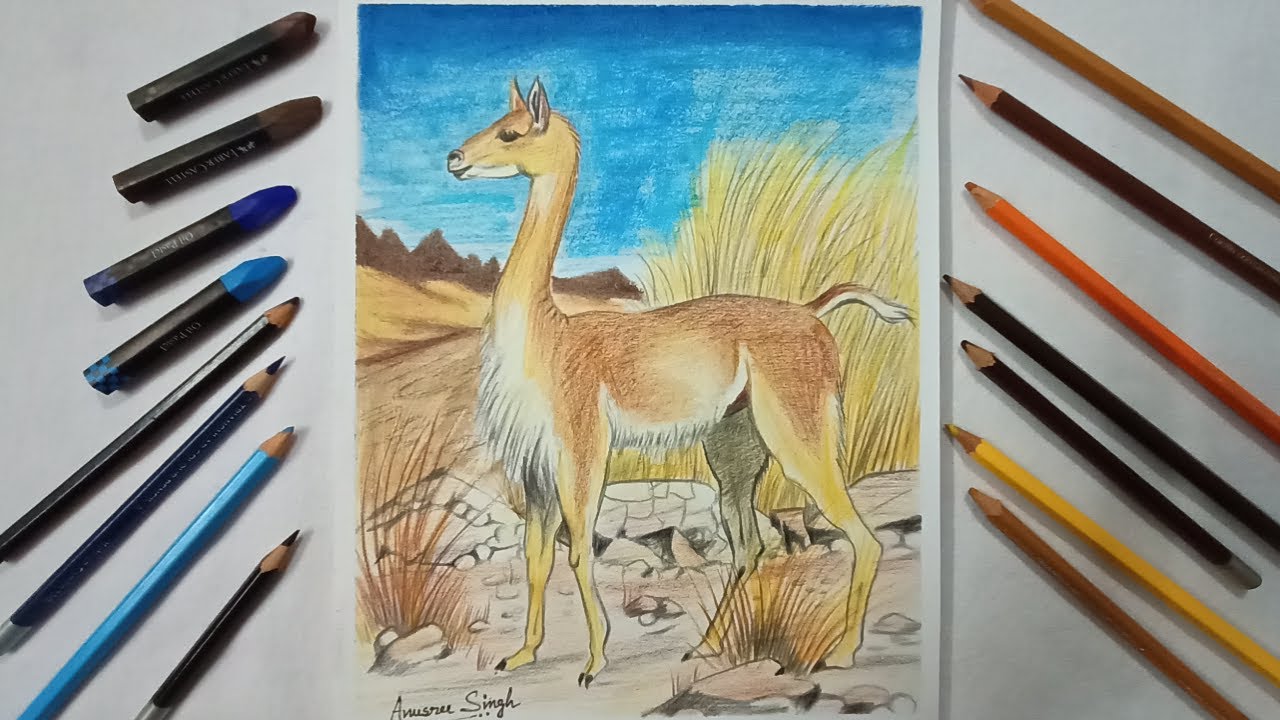 How to draw a vicuña(vicuna). Colour pencil and oil pastel drawing ...