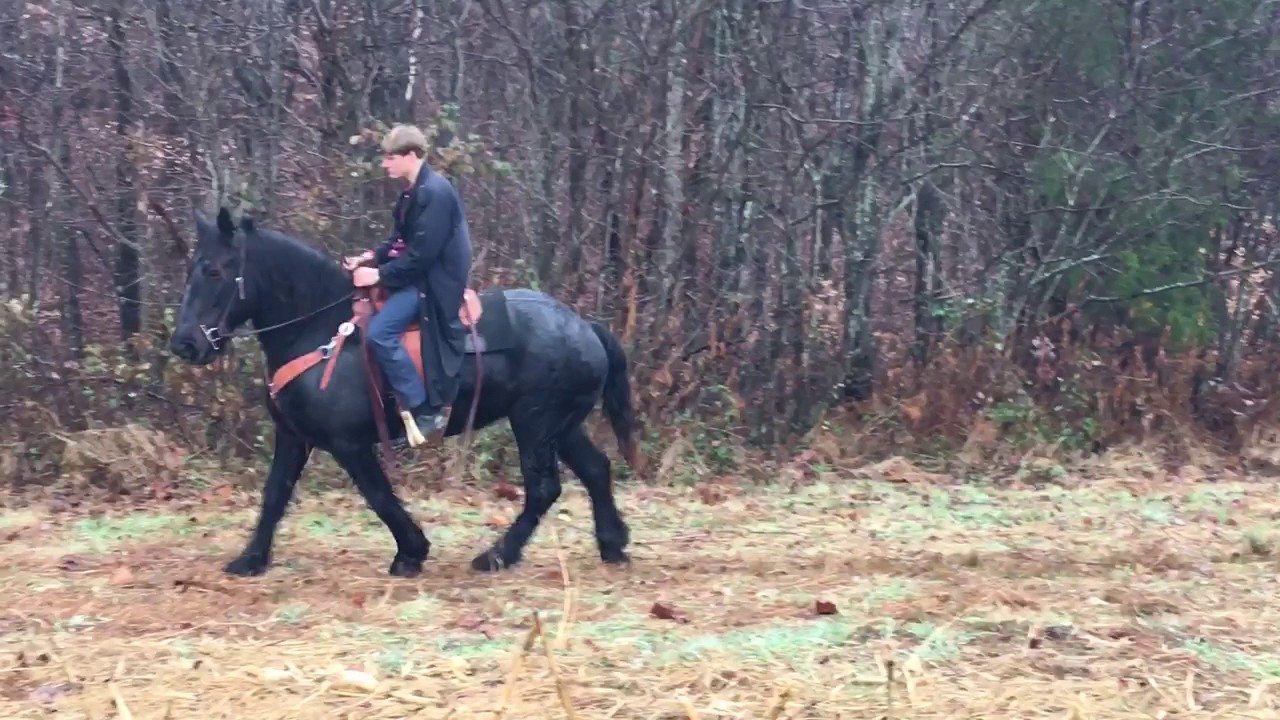 Percheron team. Under saddle video - YouTube