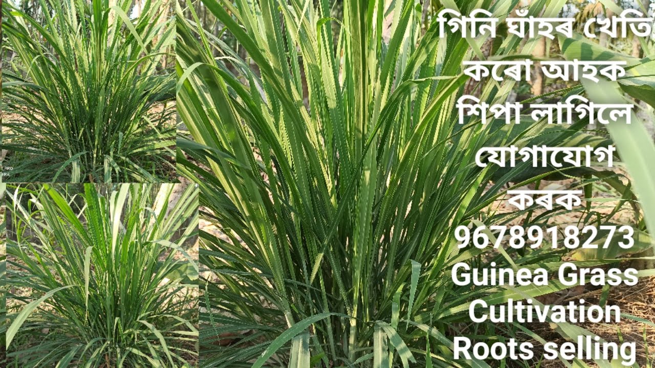 গিনি ঘাঁহৰ খেতি কৰো আহক শিপা লাগিলে যোগাযোগ কৰক 9678918273 Guinea Grass ...