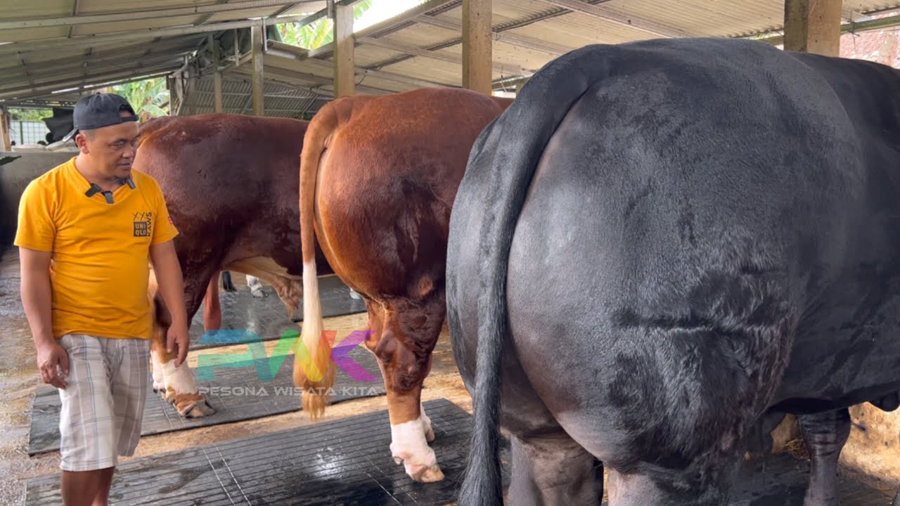 PAKAN TERNAK BERBAHAYA SAPI KURUS DI SULAP JADI SUPER GEMUK PAKE INI ‼️ ...