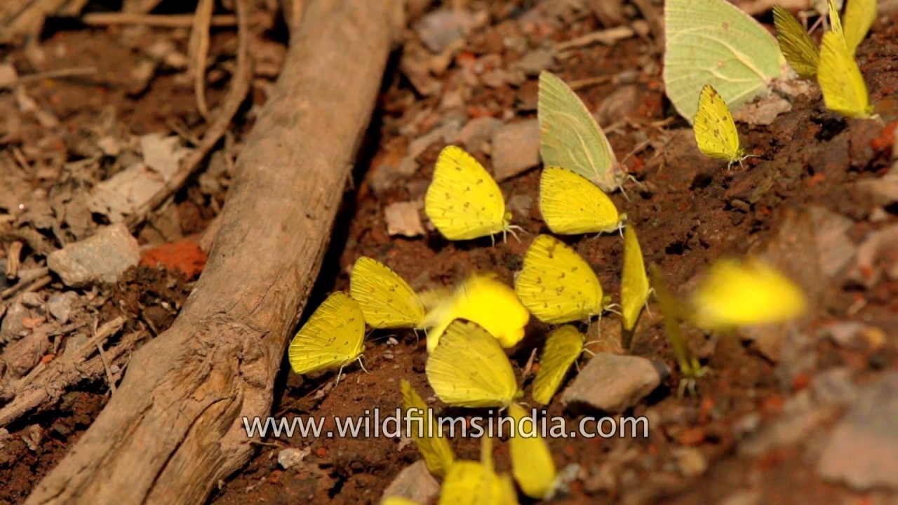 Mormons and Grass Yellow butterflies mud-puddle in the Ganga valley ...
